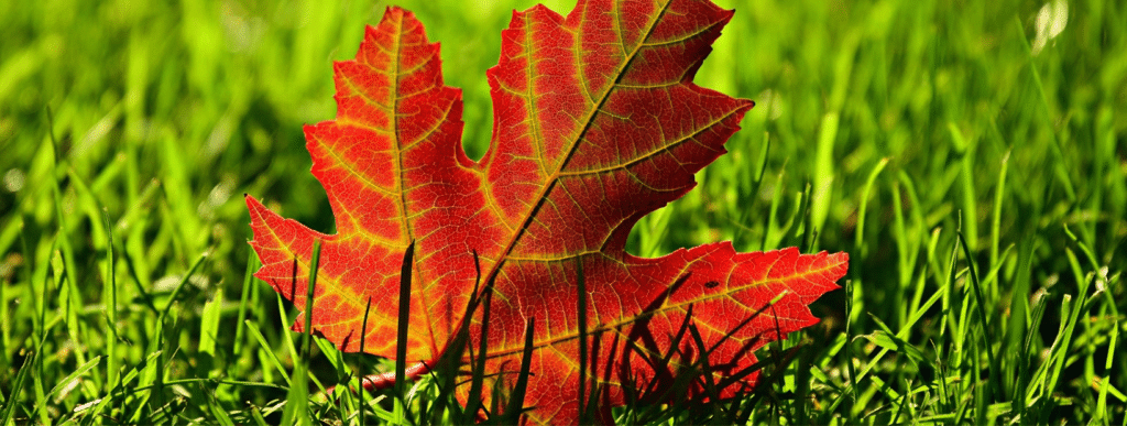 4 Lawn Care Tips to Follow This Fall - Watson's Weed Control