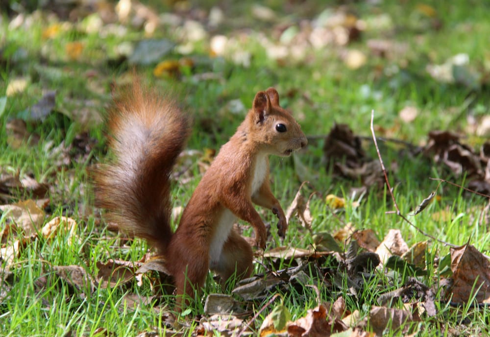 Common Pest Control Mistakes Watson S Weed Control
