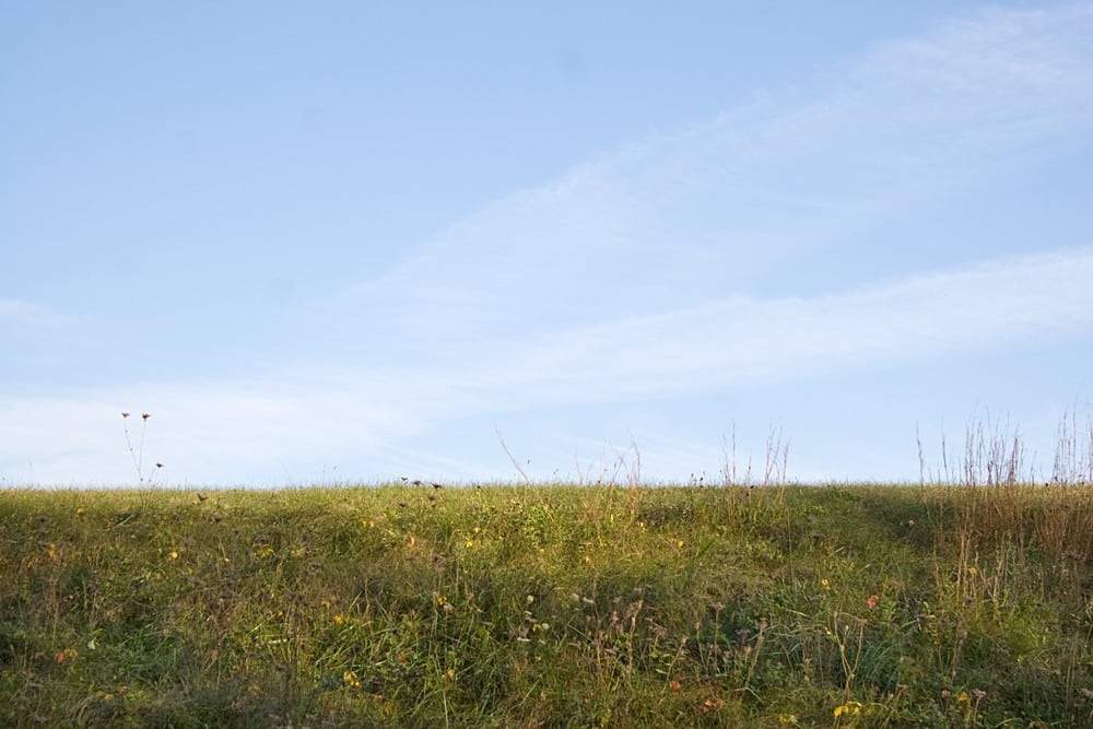 5 Signs That Your Yard Needs Grub Removal – Watson's Weed Control