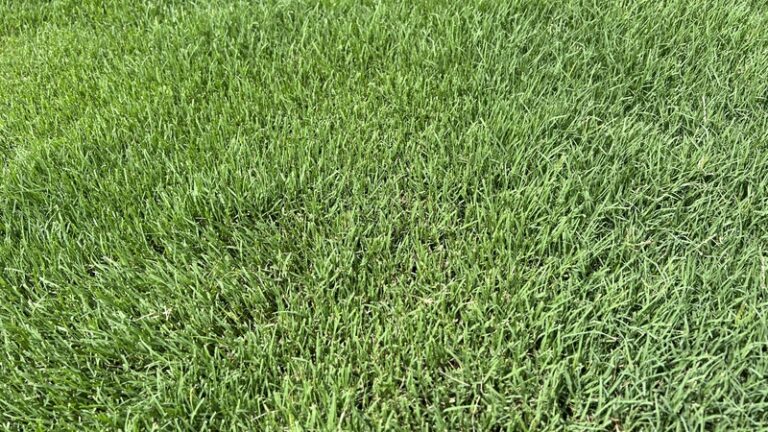 pH Balancing Your Lawn | Watson's Weed Control