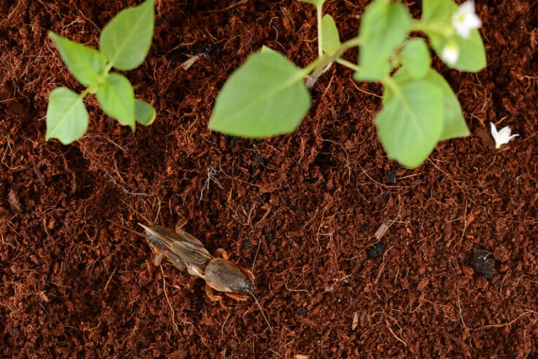 Mole Crickets and Your Oklahoma Lawn | Watson's Weed Control